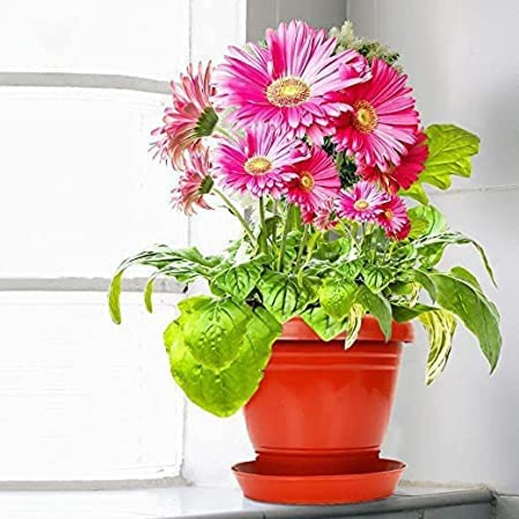 AM0938 Flower Pot Plant Saucer 6 Inch Base Plate Tray – Amd-Deodap